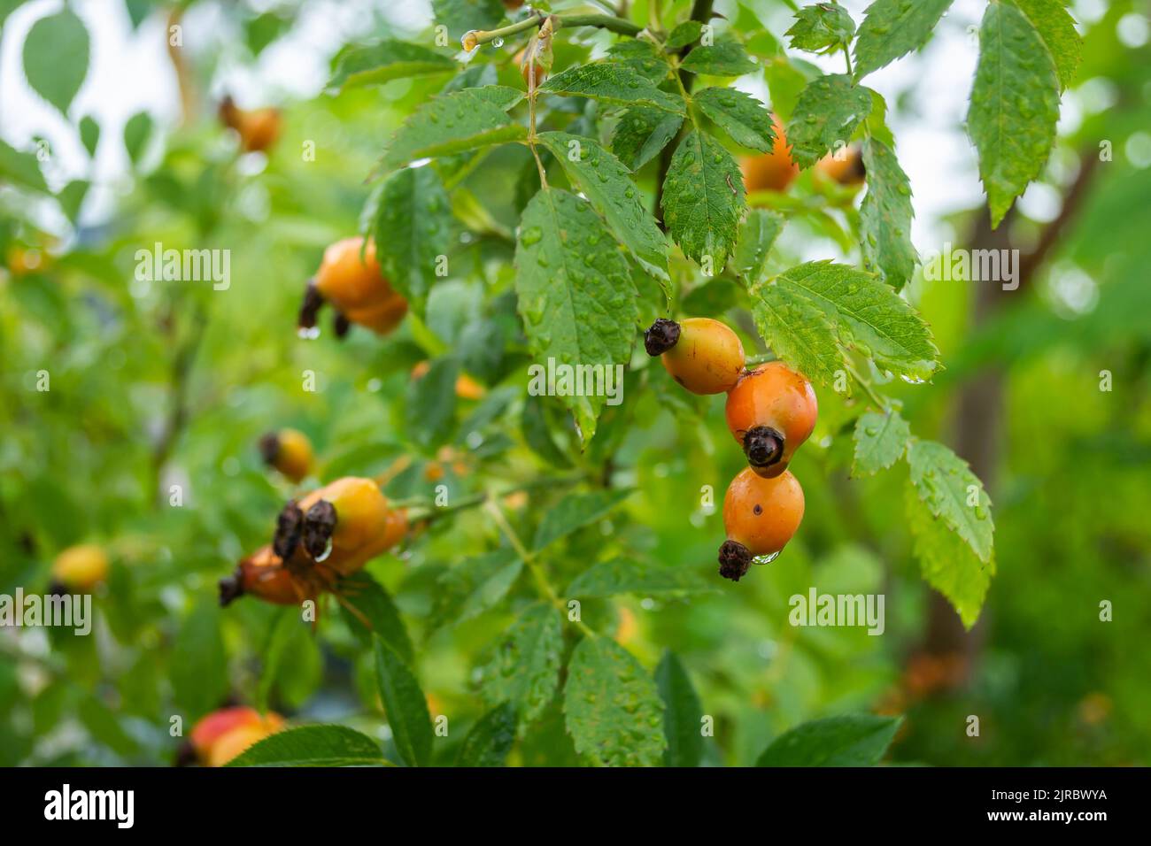 Rosa canina. A wild rosehip bush with ripe fruits wet with autumn ...