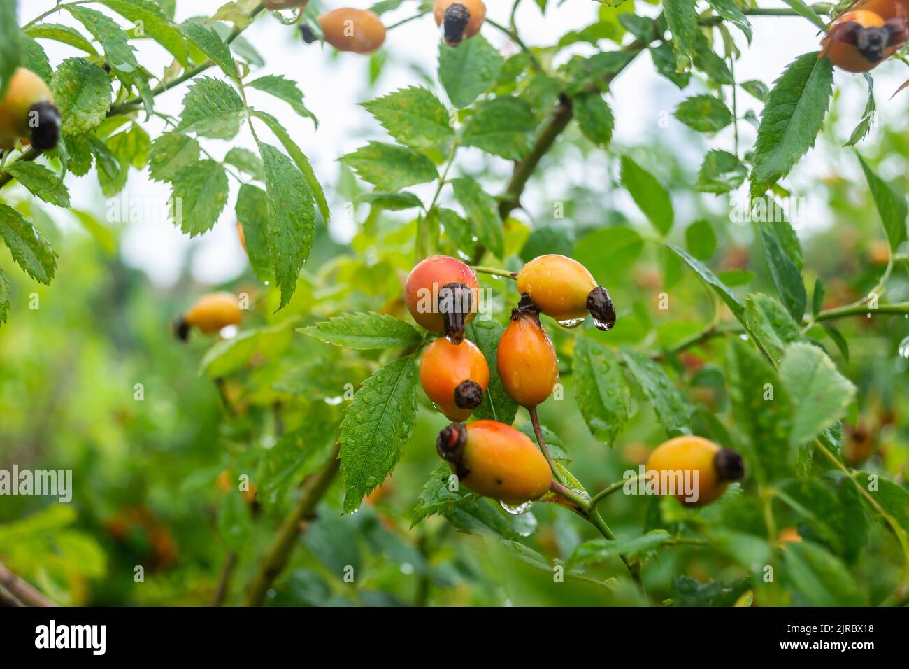 Rosa canina. A wild rosehip bush with ripe fruits wet with autumn ...
