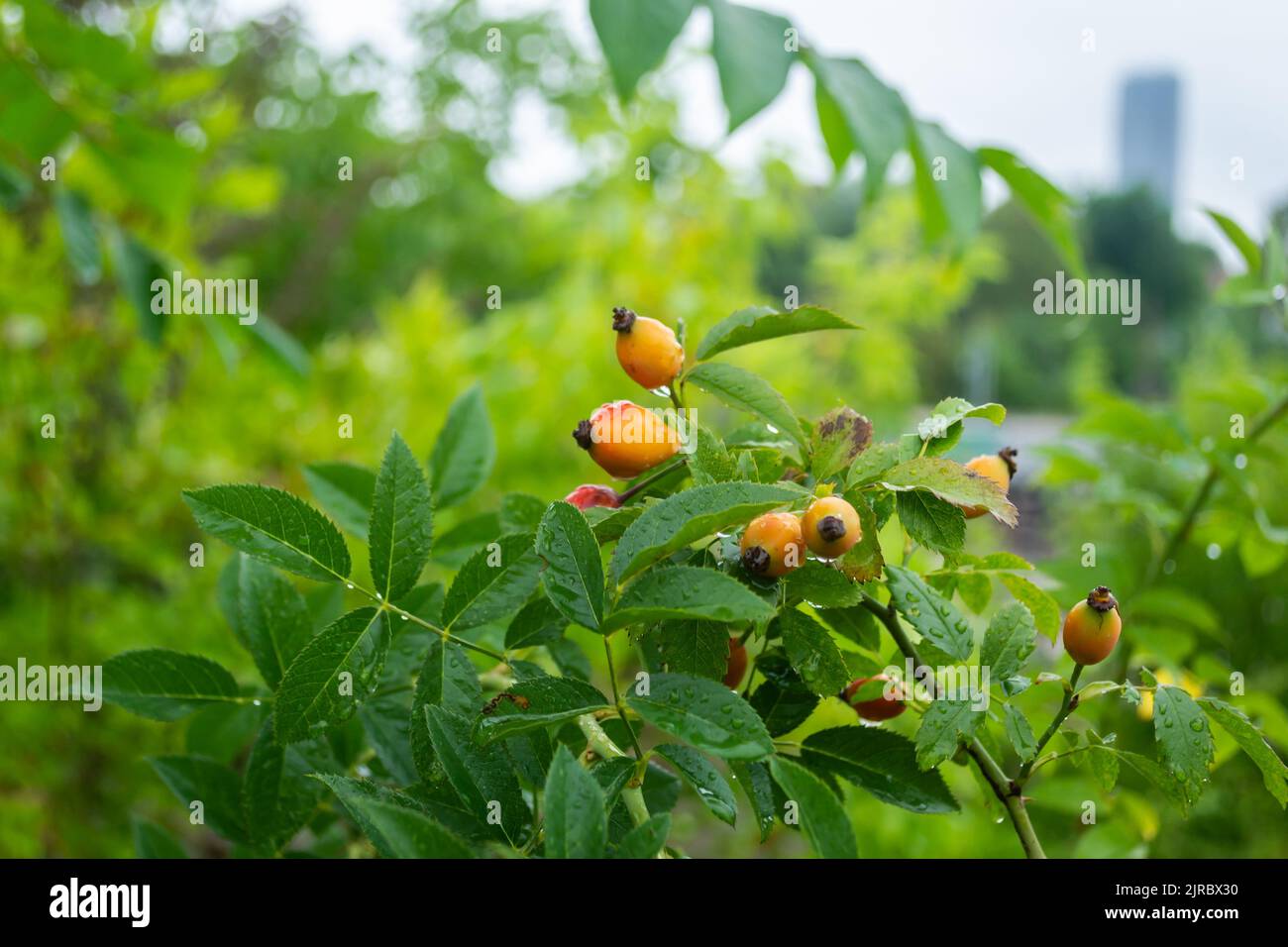Rosa canina. A wild rosehip bush with ripe fruits wet with autumn ...