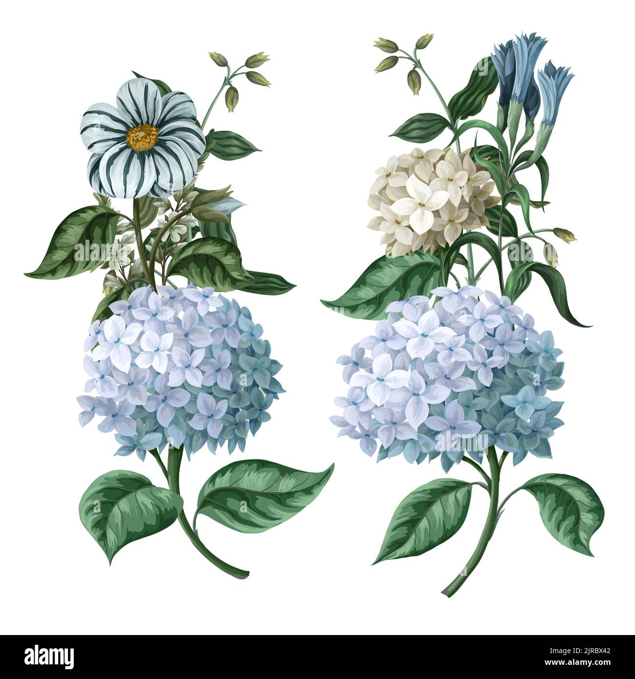 Bouquets with blue hydrangeas and other flowers isolated. Vector Stock ...
