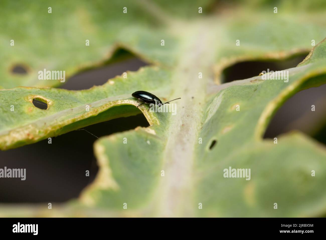 Cruciferae hi-res stock photography and images - Alamy