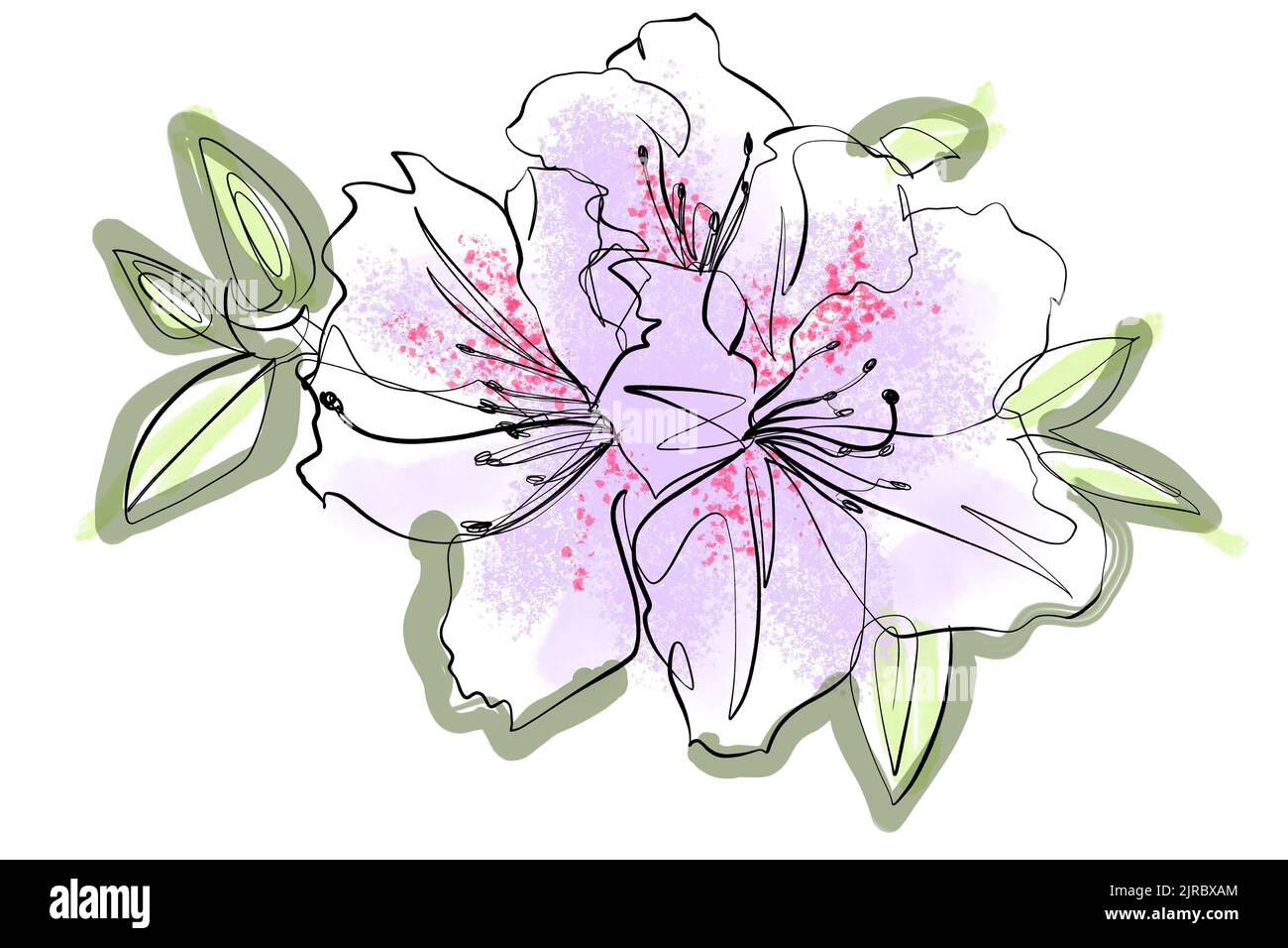 Flowering rhodadendrons, drawing in ink and paint Stock Photo - Alamy