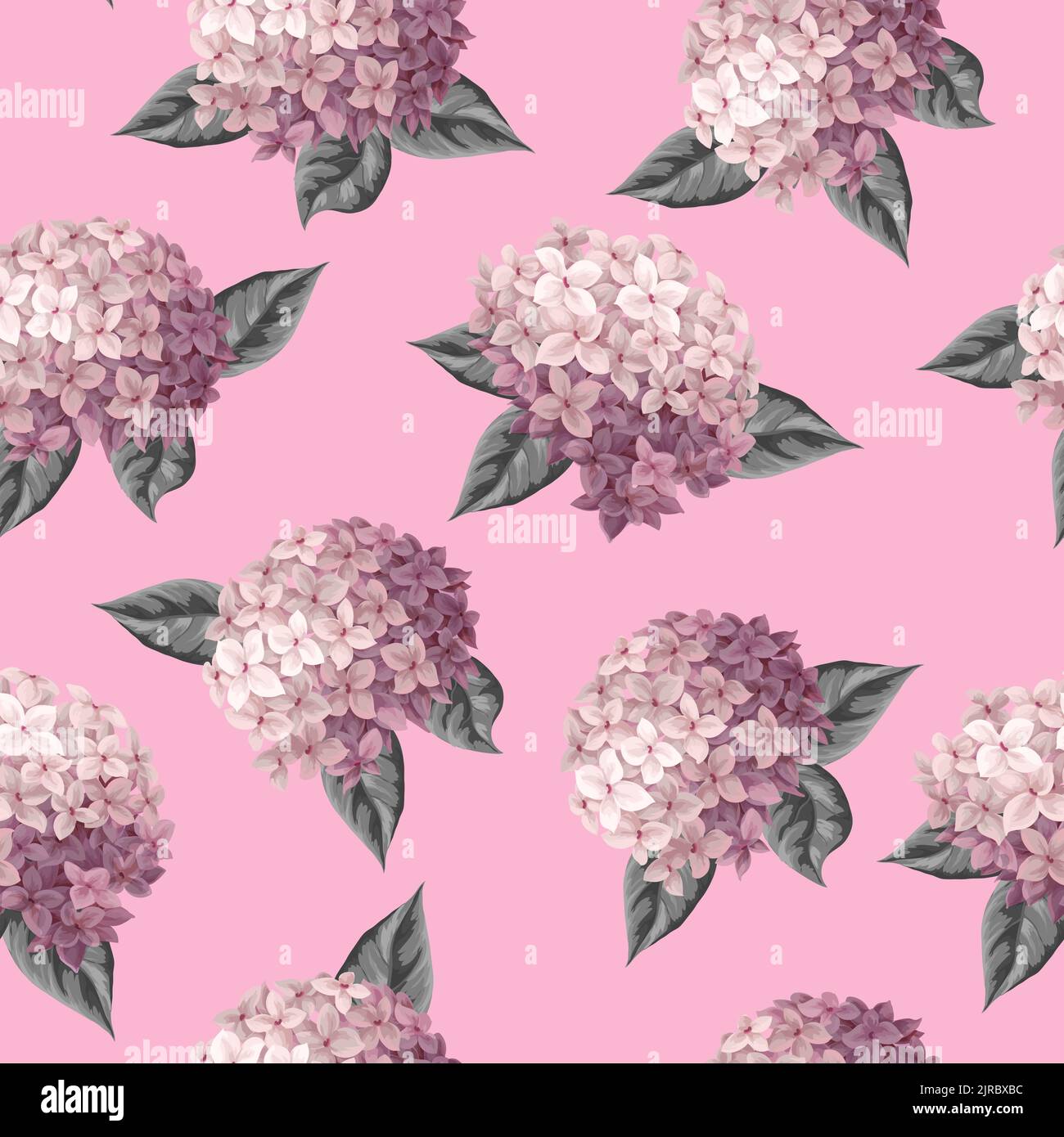 Seamless botanical pattern with pink hydrangeas. Vector Stock Vector Image & Art - Alamy