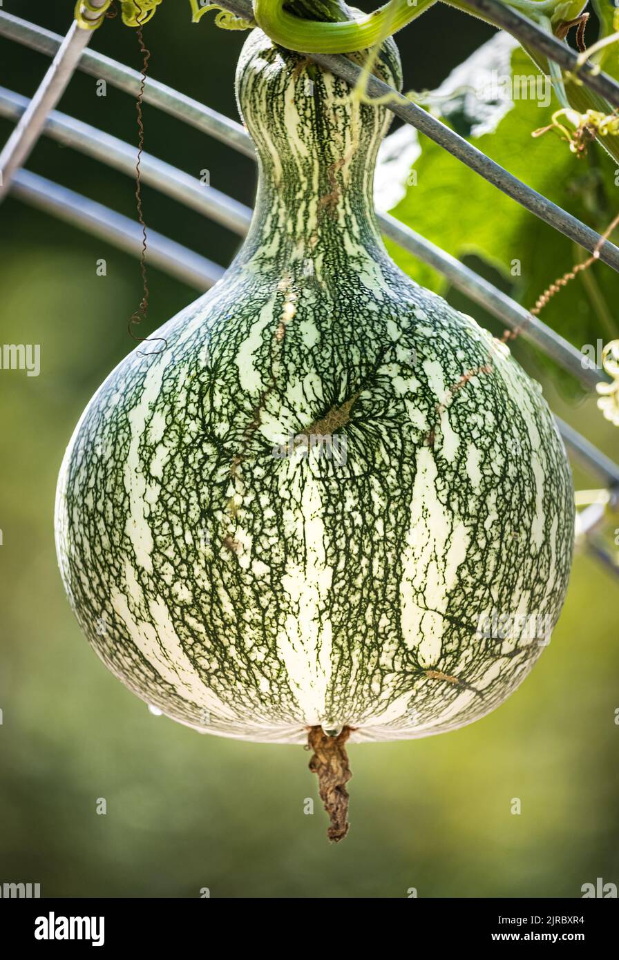 Silver seed gourd hi-res stock photography and images - Alamy