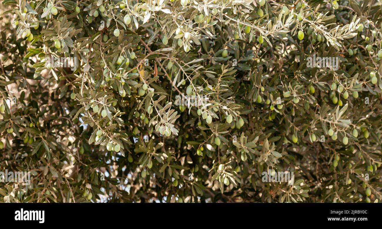 Olive tree and branches background. August and the olives are growing ...