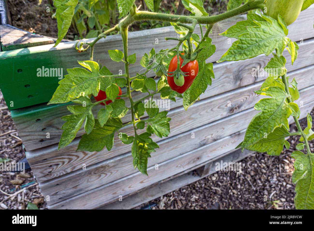Branch with hanging tomatoes of a Roma or pear tomato plant growing in ...