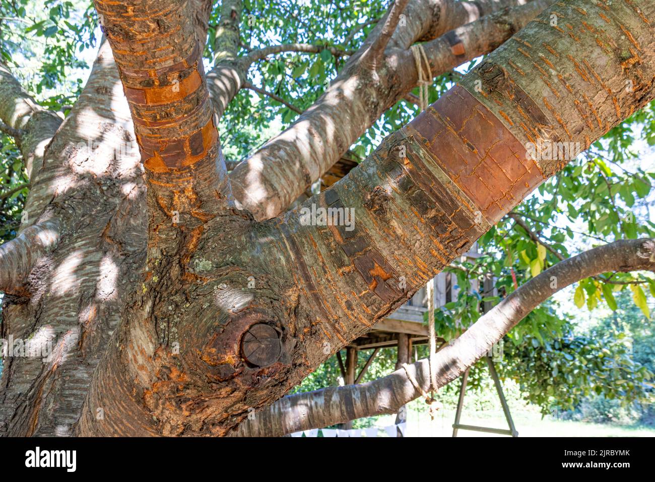 Peeling of the cortex of the tree hi-res stock photography and images ...