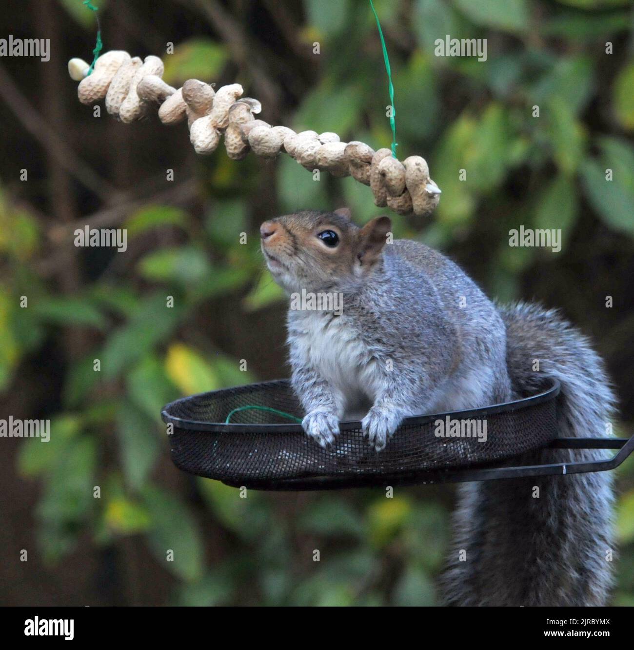 HOW MANY WAYS ARE THERE TO EAT A KEBAB. THIS GREY SQUIRREL IN A GARDEN ...