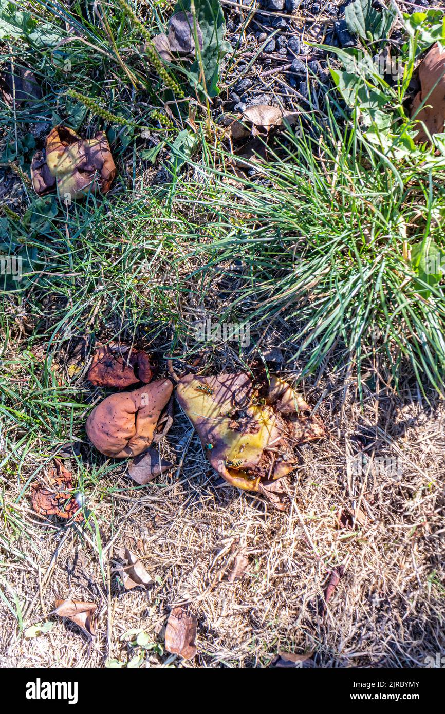 Ground with rotten brown pears with insects, flies and wasps, garbage ...