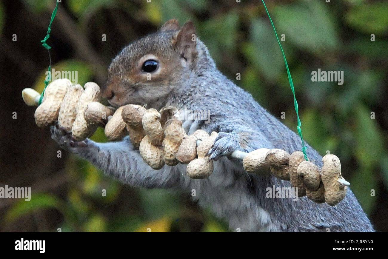 Peanut lover hi-res stock photography and images - Alamy