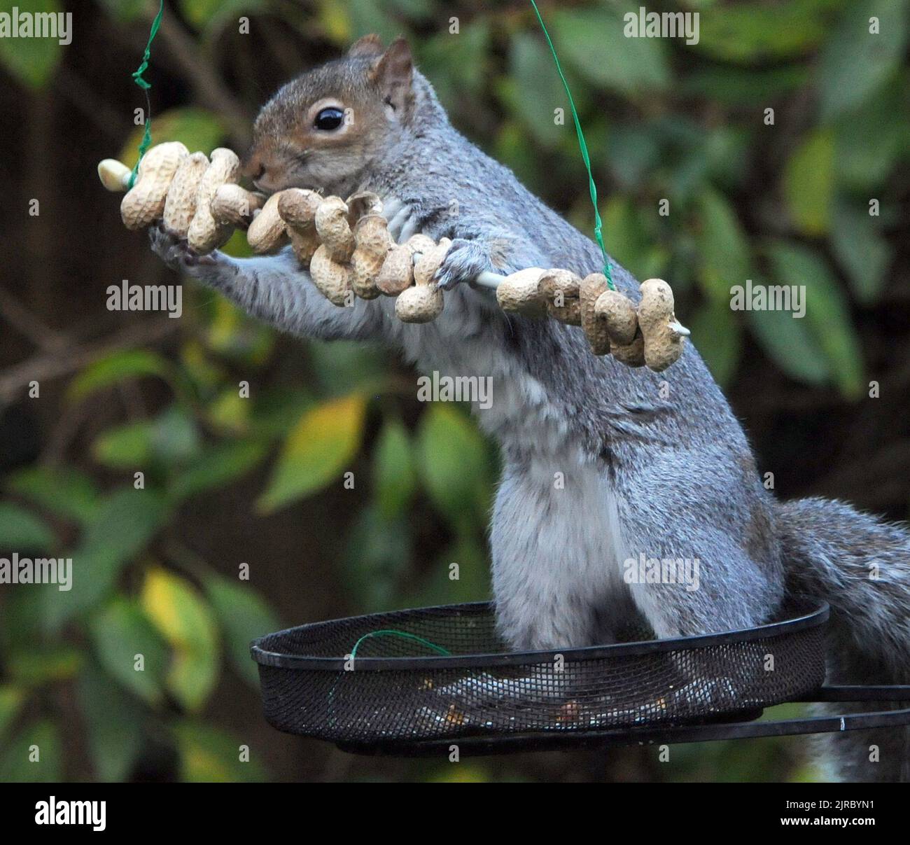 HOW MANY WAYS ARE THERE TO EAT A KEBAB. THIS GREY SQUIRREL IN A GARDEN ...