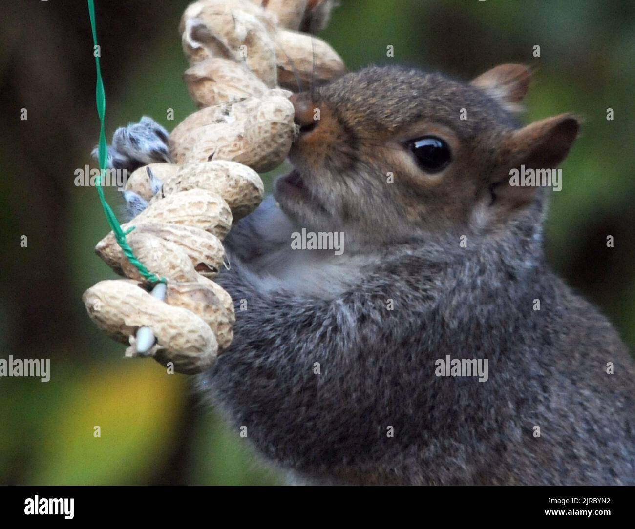 HOW MANY WAYS ARE THERE TO EAT A KEBAB. THIS GREY SQUIRREL IN A GARDEN ...