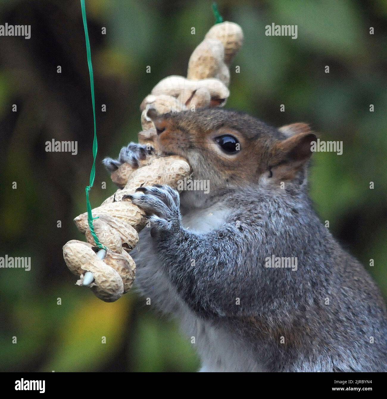 HOW MANY WAYS ARE THERE TO EAT A KEBAB. THIS GREY SQUIRREL IN A GARDEN ...