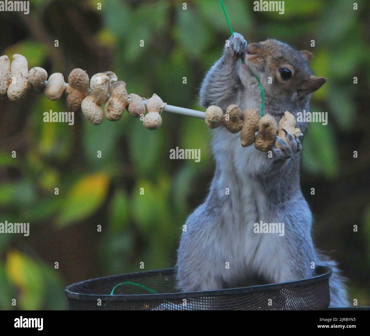 Peanut lover hi-res stock photography and images - Alamy