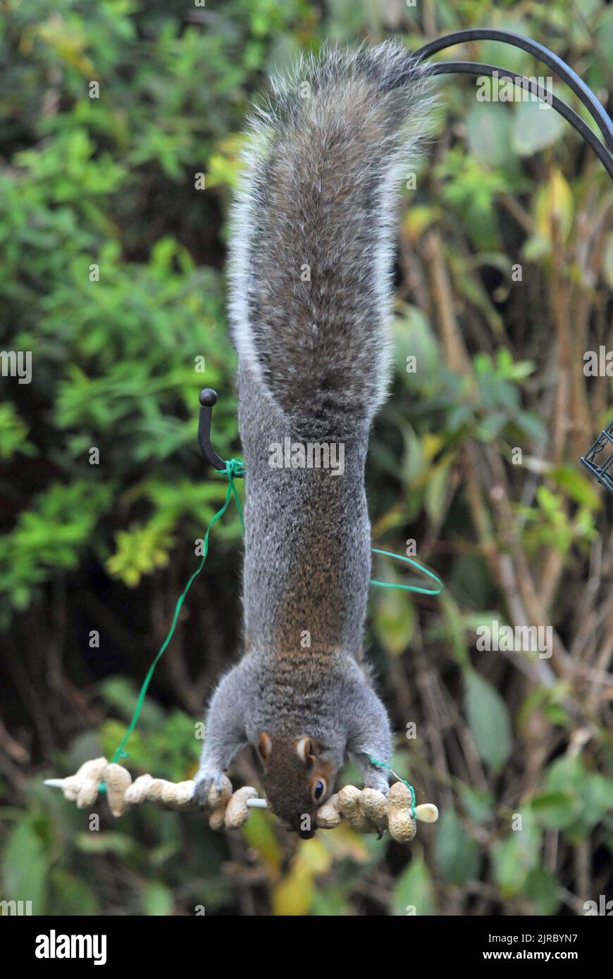 HOW MANY WAYS ARE THERE TO EAT A KEBAB. THIS GREY SQUIRREL IN A GARDEN ...