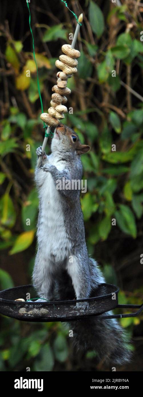 Peanut lover hi-res stock photography and images - Alamy