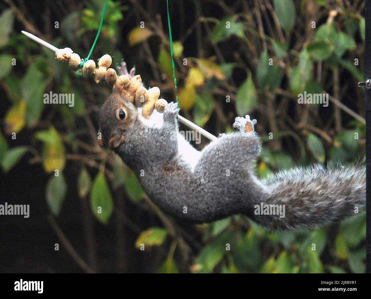 HOW MANY WAYS ARE THERE TO EAT A KEBAB. THIS GREY SQUIRREL IN A GARDEN ...