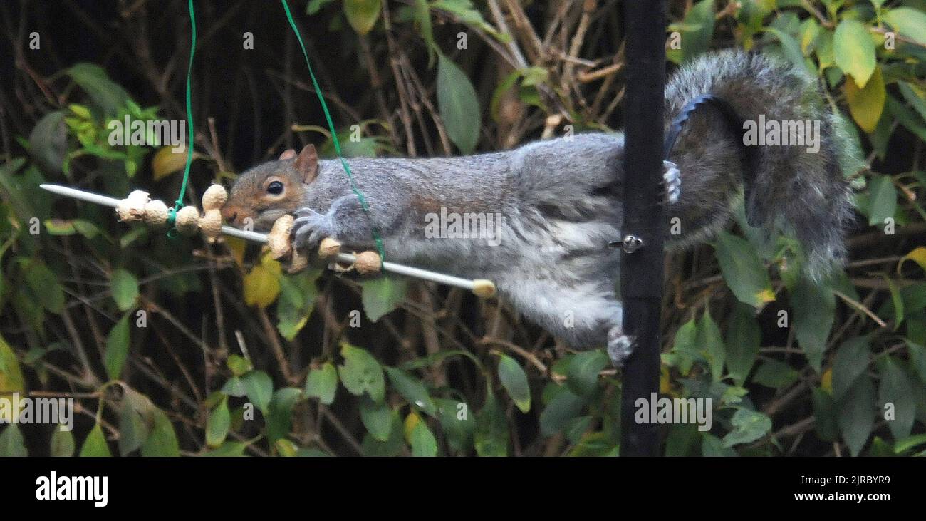 HOW MANY WAYS ARE THERE TO EAT A KEBAB. THIS GREY SQUIRREL IN A GARDEN ...
