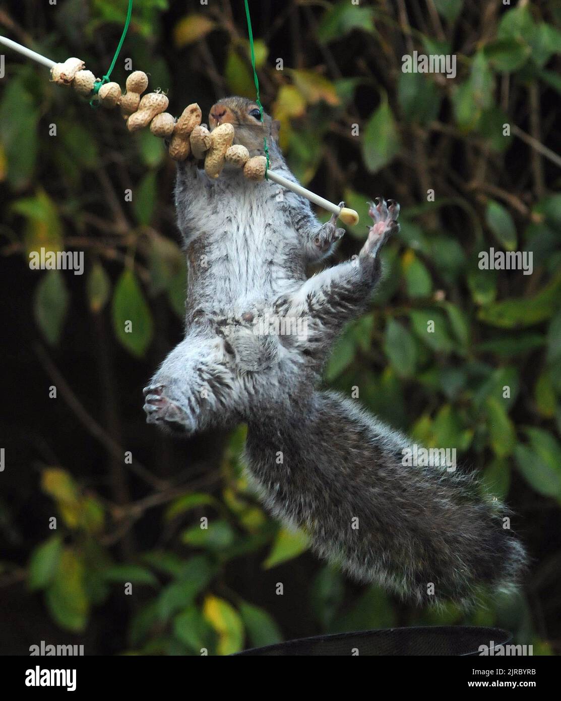 Husband ron hi-res stock photography and images - Alamy