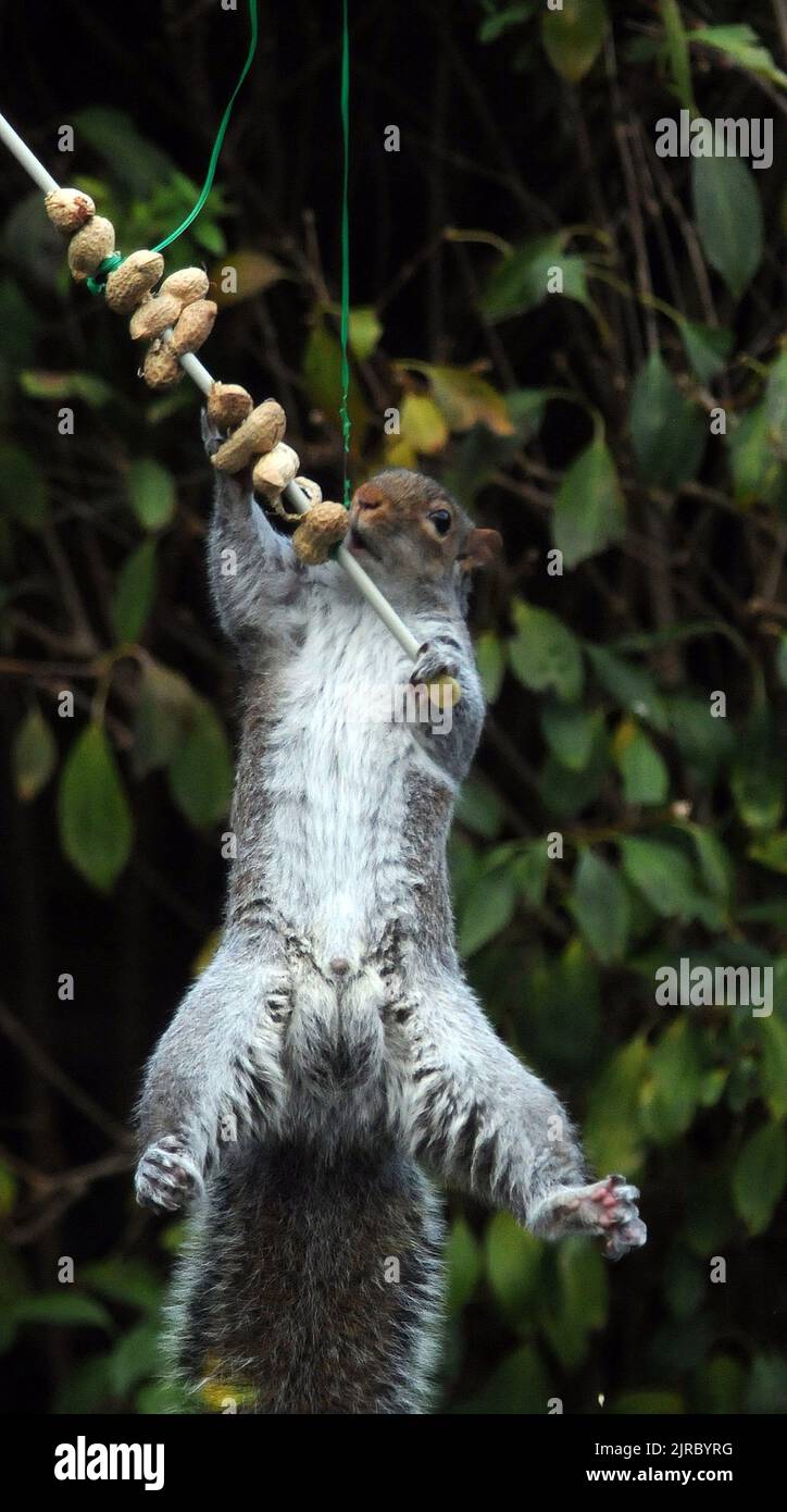 Ron needle hi-res stock photography and images - Alamy