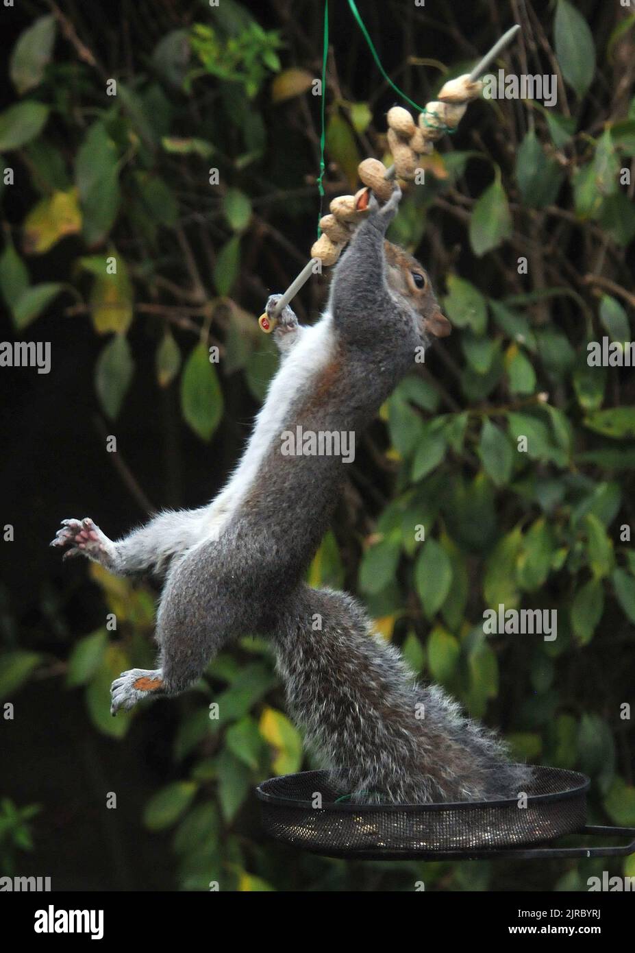 HOW MANY WAYS ARE THERE TO EAT A KEBAB. THIS GREY SQUIRREL IN A GARDEN ...