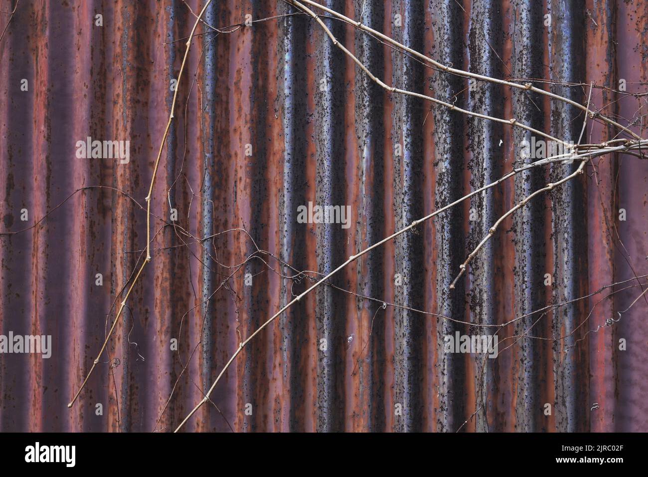 Red corrugated sheet and a creeper on it. Rusted background. Graphic ...