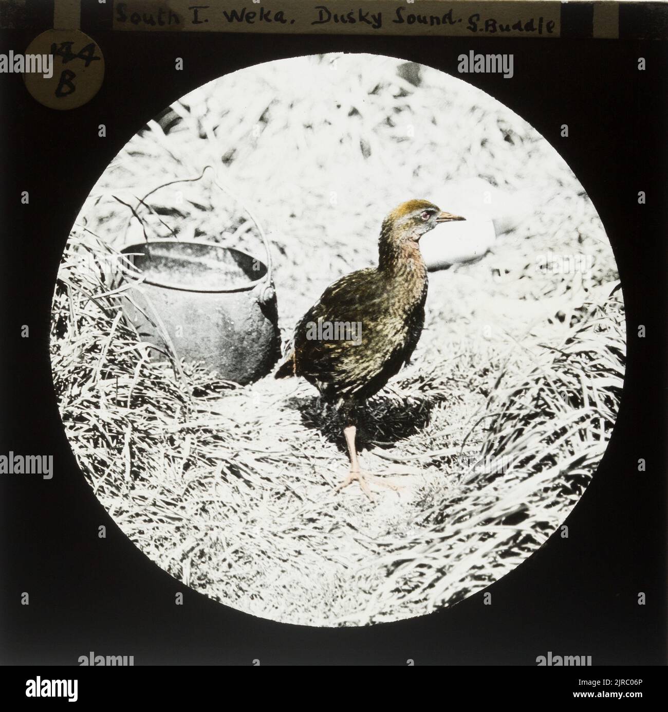 South Island Weka, Dusky Sound, November 1907, Fiordland National Park ...