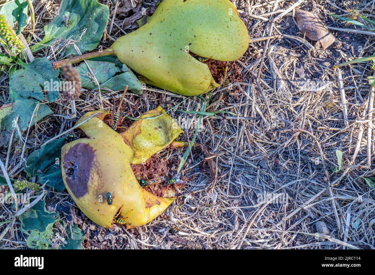 Rotten pears fallen to ground with insects, flies and wasps eating them ...