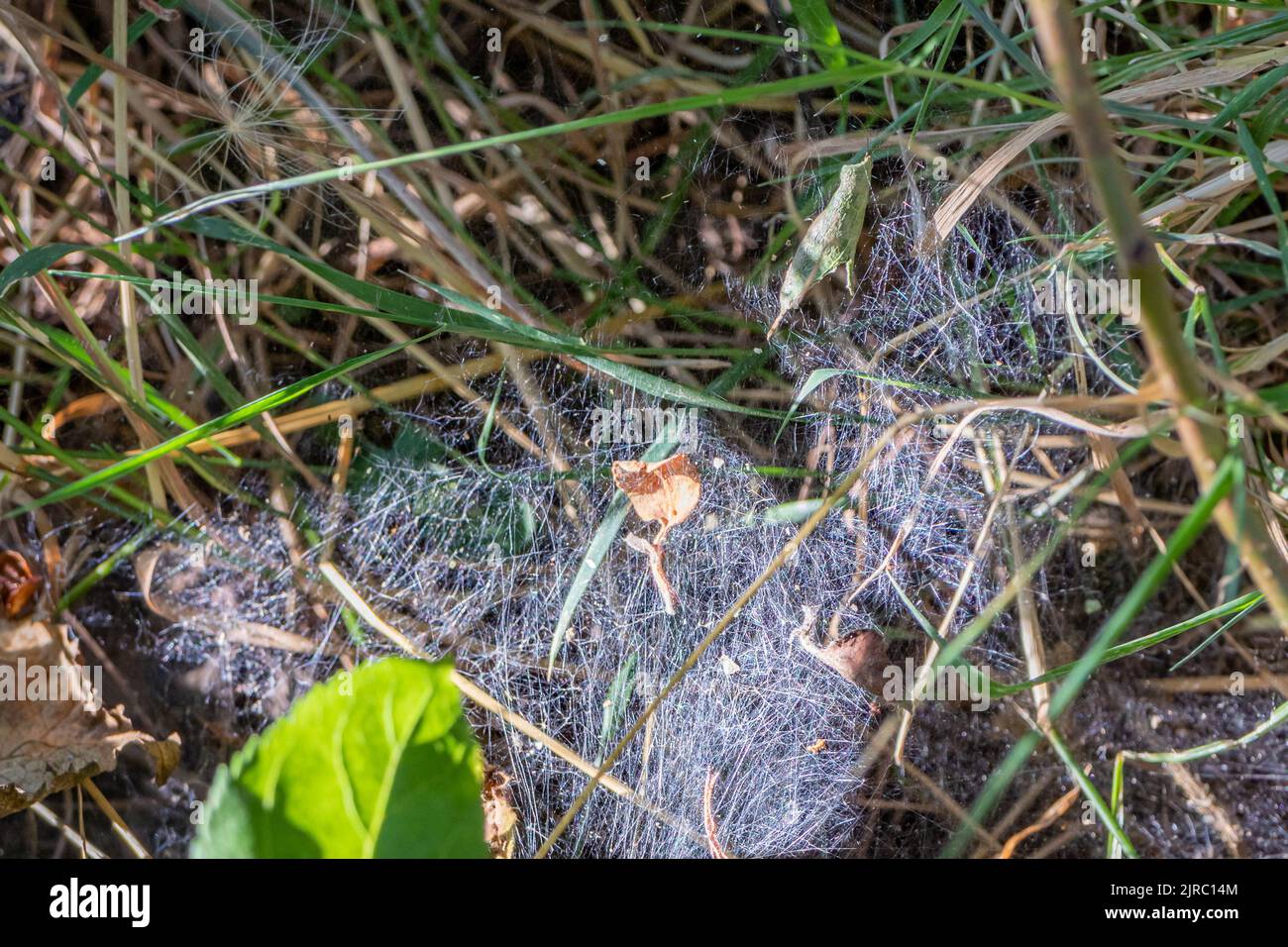 White irregular cobweb illuminated by sunlight against green and brown ...
