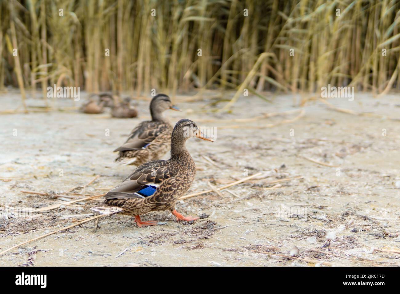 Ducks On The Beach 2 - In The Background Reeds Stock Photo - Alamy
