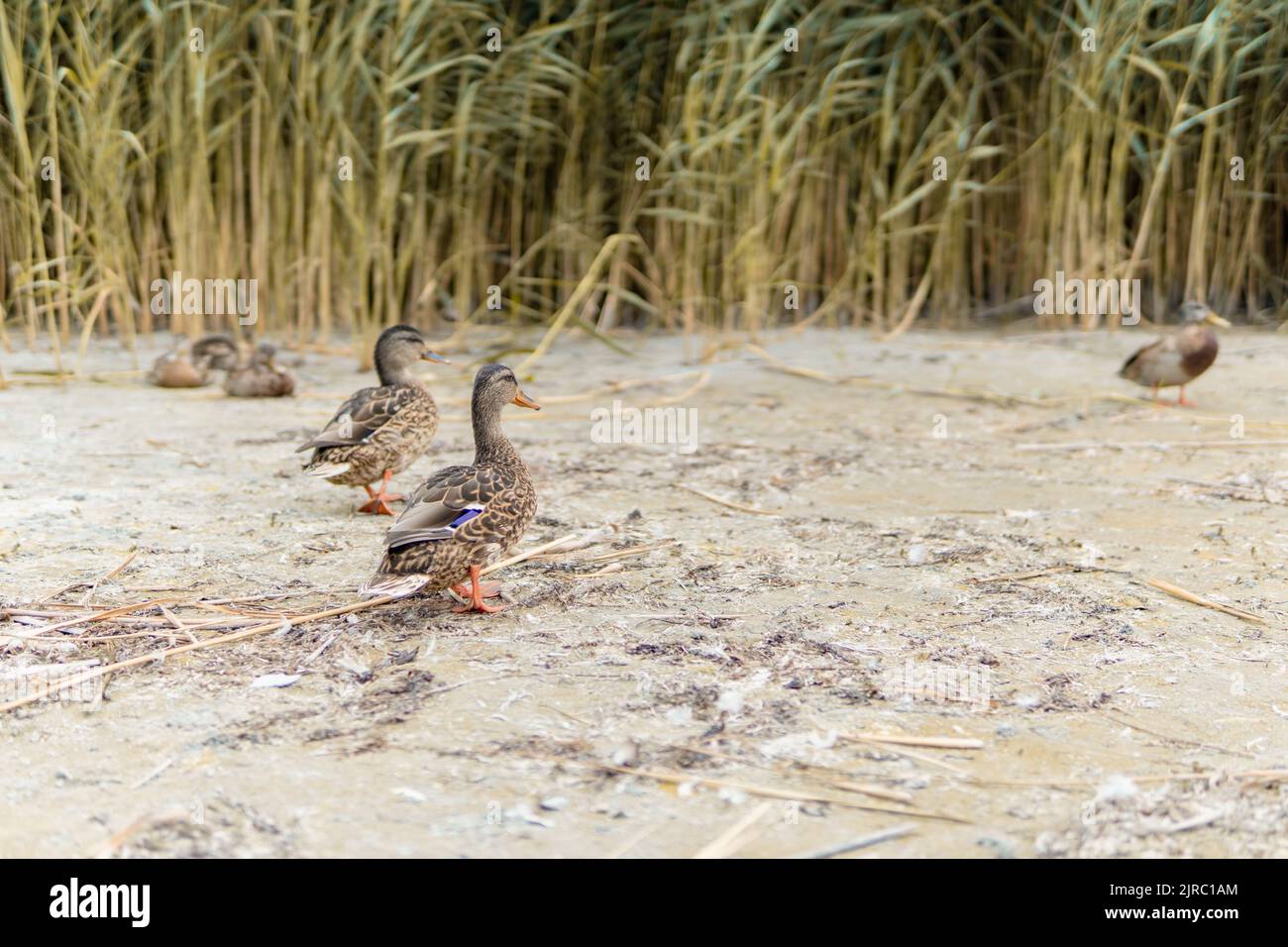 Ducks On The Beach 3 - In The Background Reeds Stock Photo - Alamy