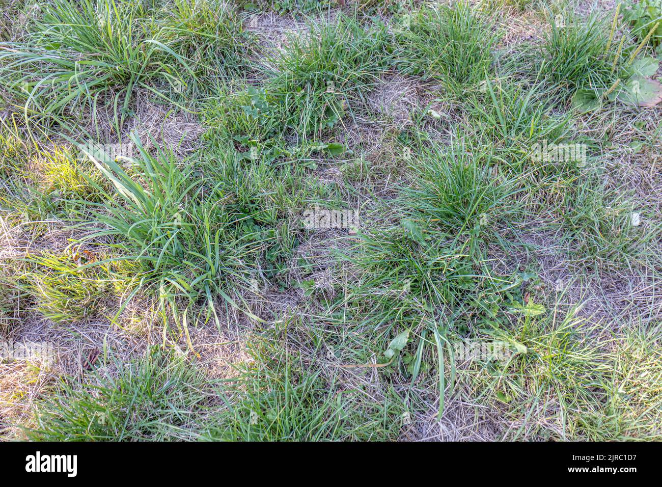 Arid land with sparse green wild grass against dry grass, extreme ...