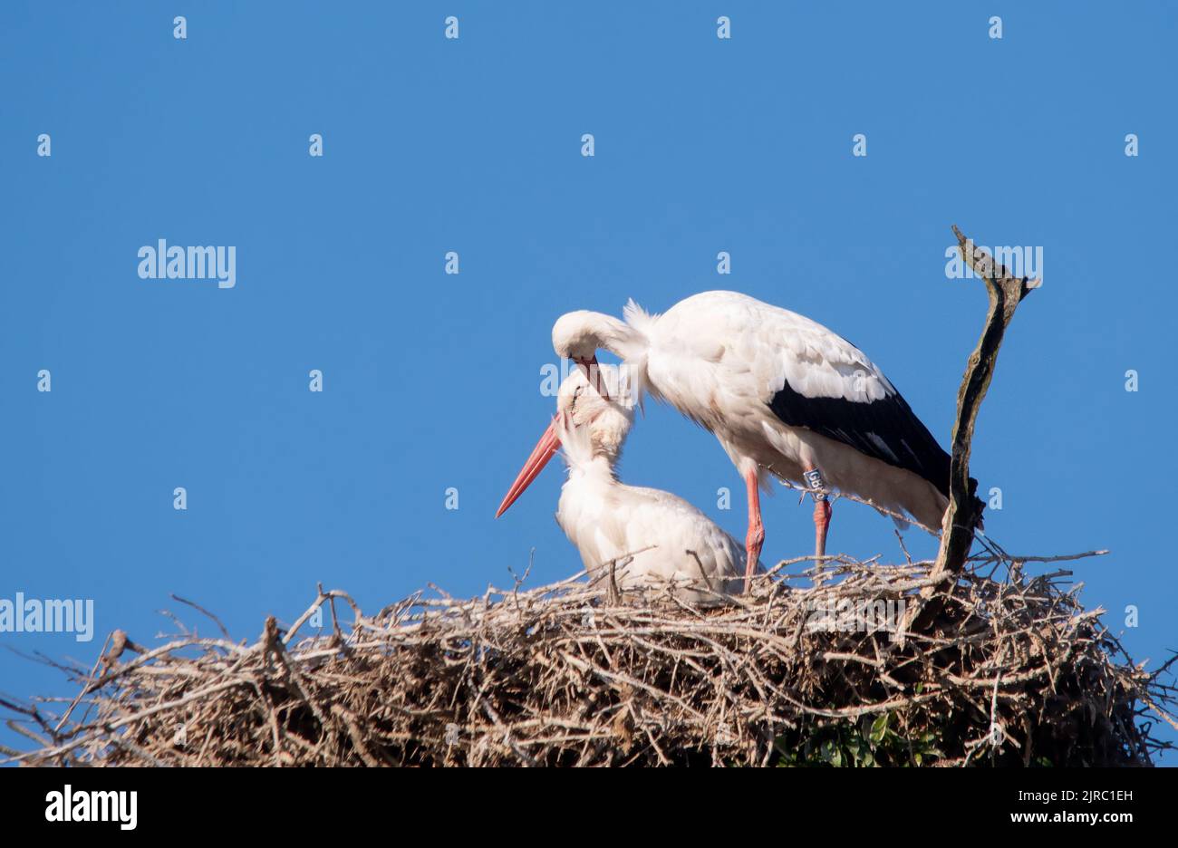 Knepp castle estate stork hi-res stock photography and images - Alamy