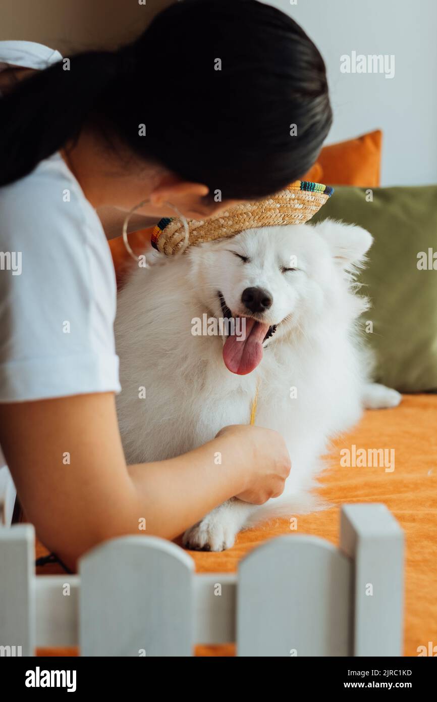 Snow-white dog breed Japanese spitz with sombrero smiling, woman ...