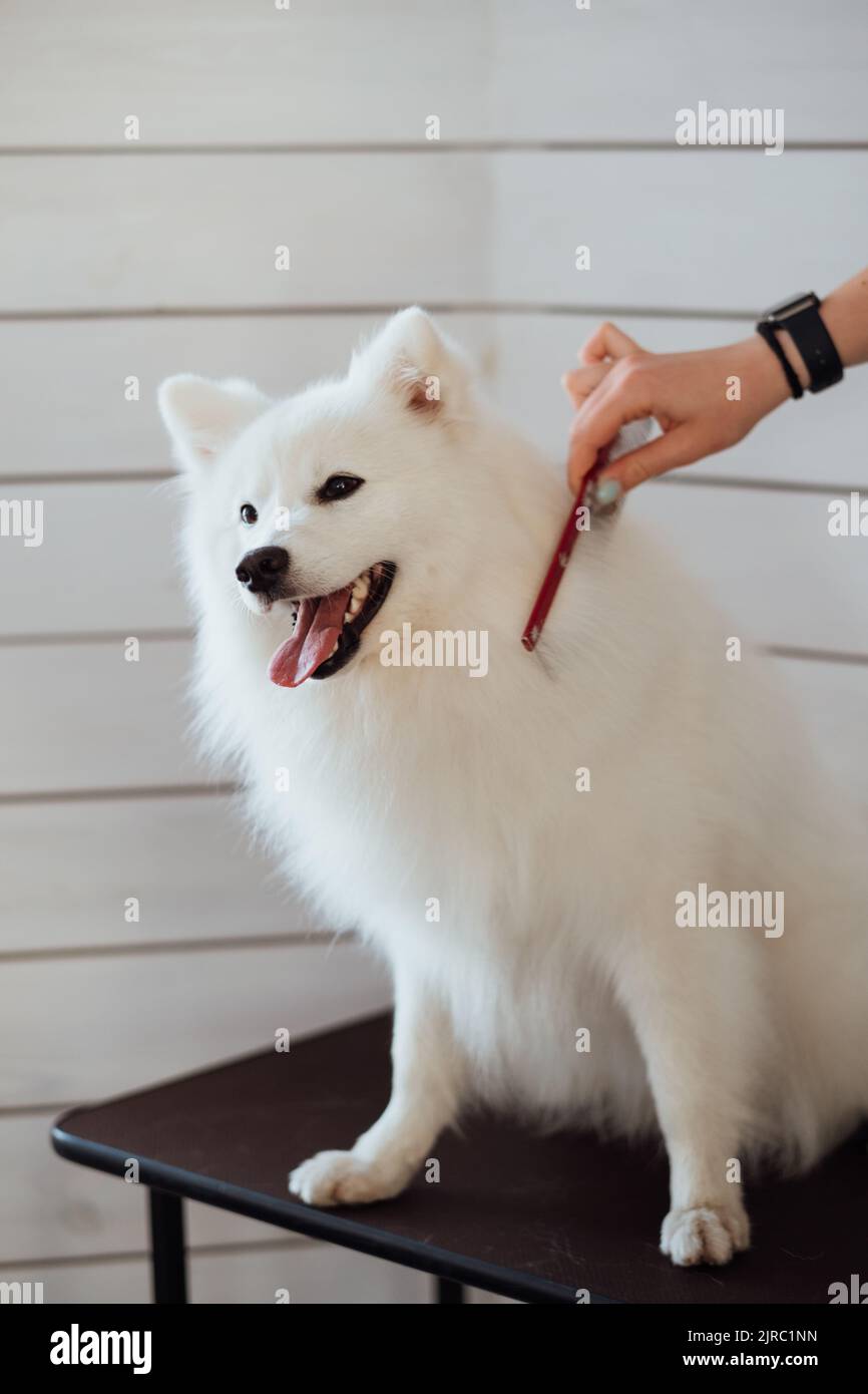 Snow-white dog Japanese Spitz breed is being prepared for the ...