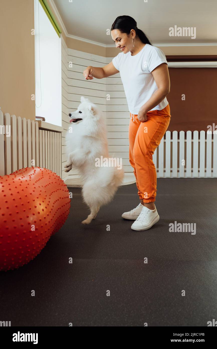 Snow-white dog breed Japanese Spitz training in pet house with trainer ...