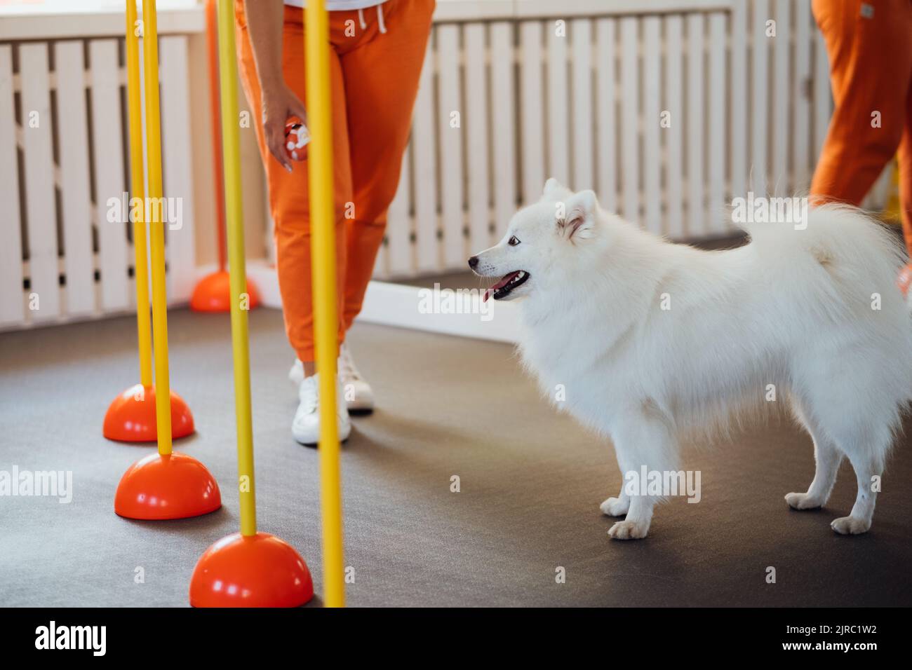 Snow-white dog breed Japanese Spitz training in pet house with trainer ...