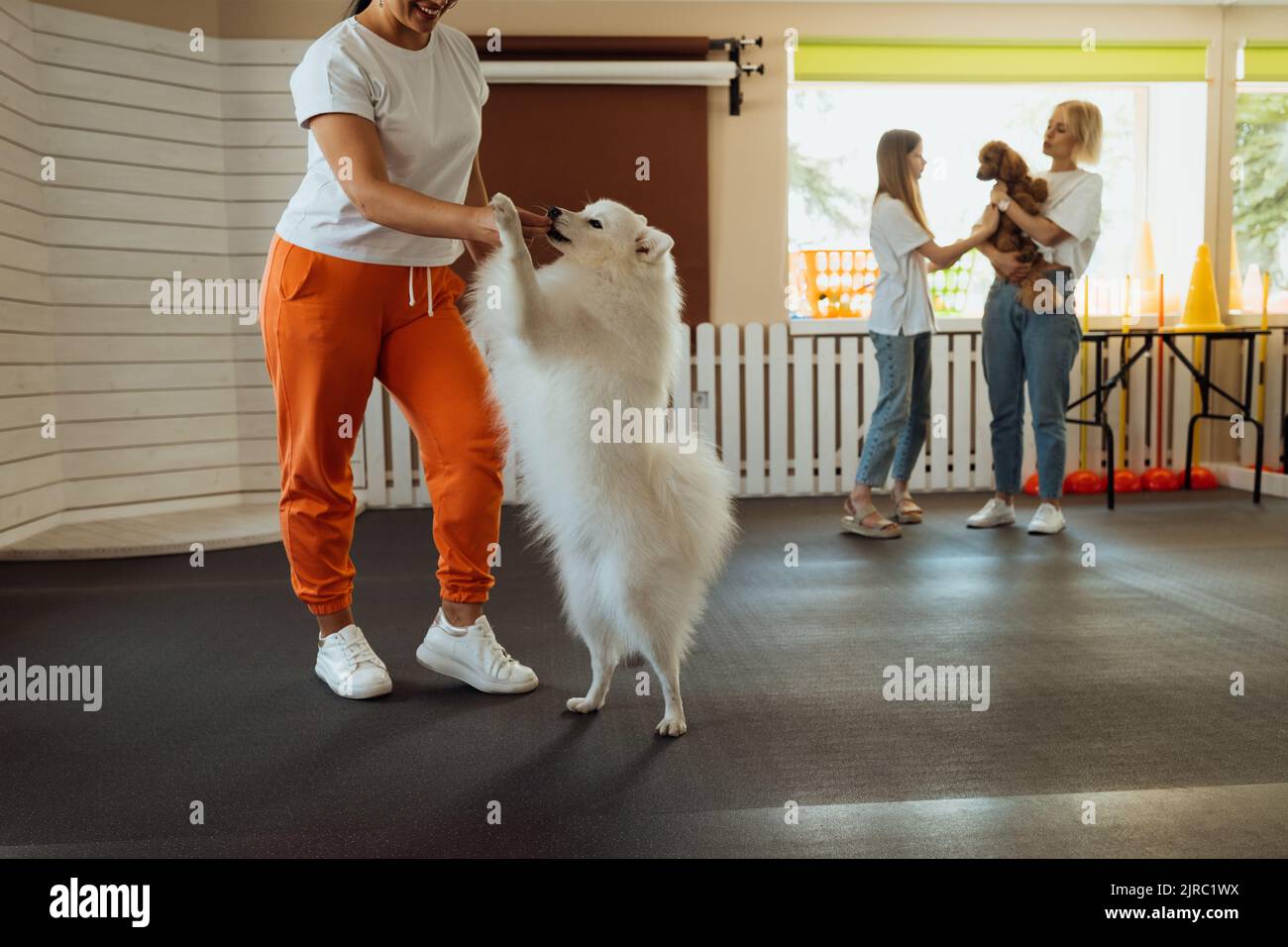 Dog trainer work with Japanese Spitz, people in pet house with brown ...
