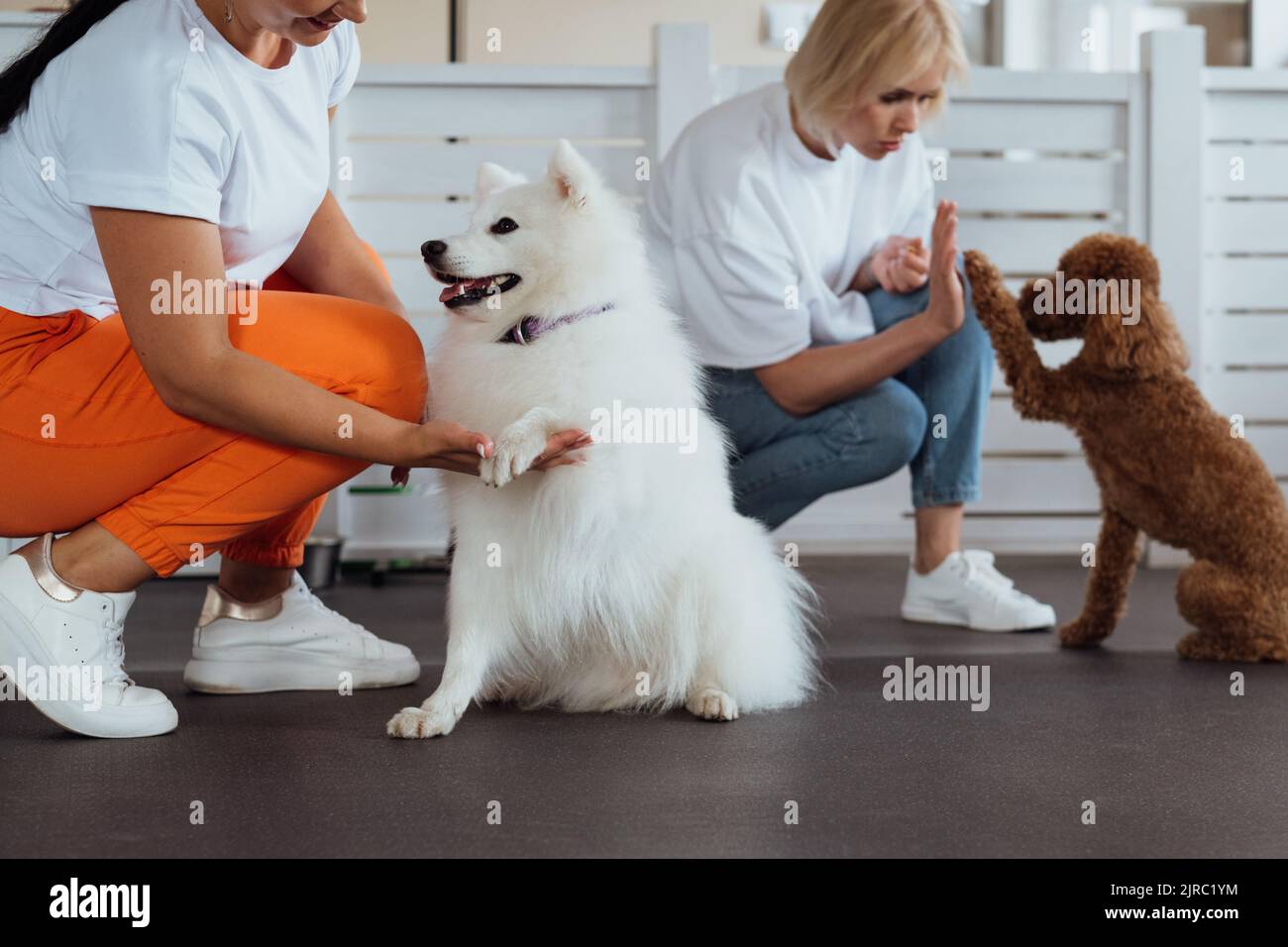 Little brown Poodle and snow-white Japanese Spitz training together in ...