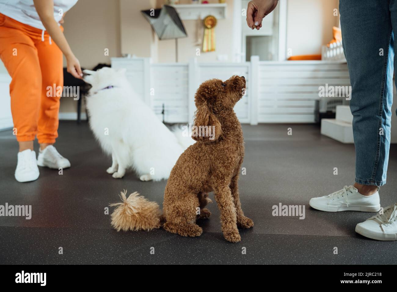 Little brown Poodle and snow-white Japanese Spitz training together in ...