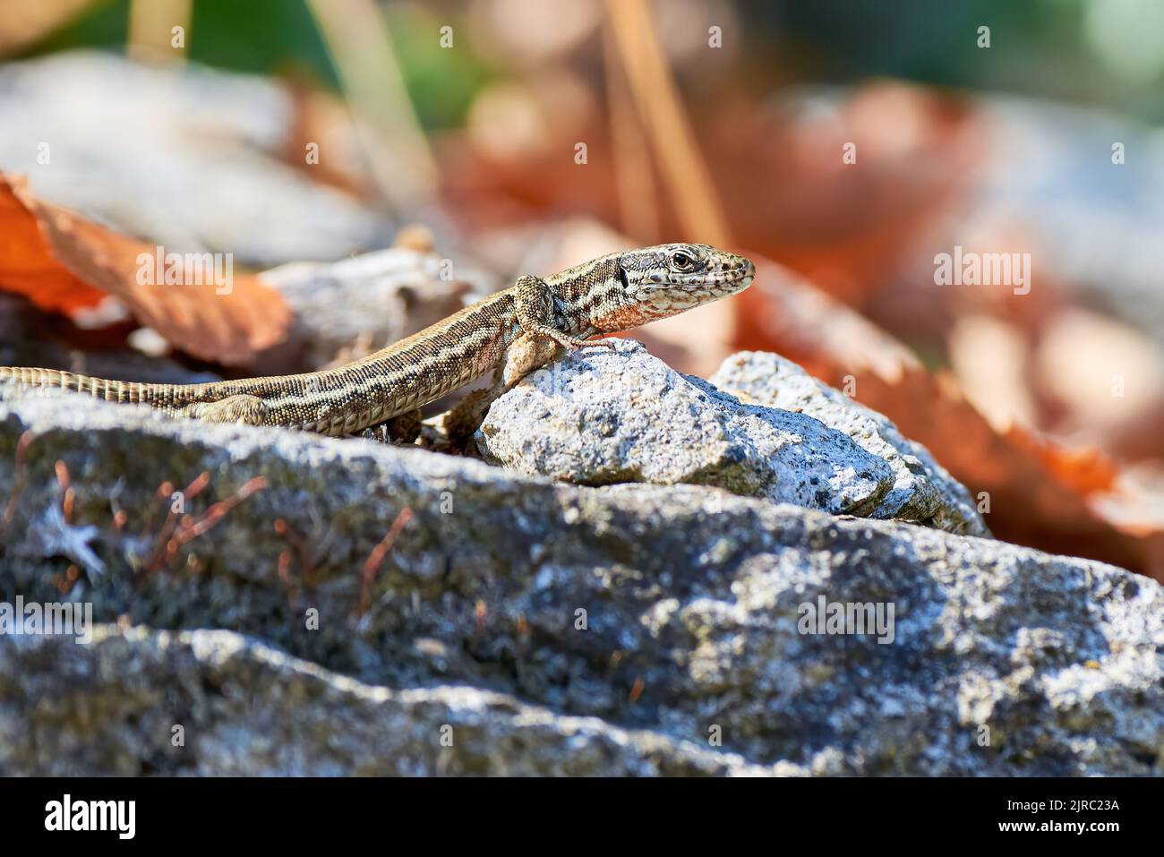 Common wall lizard sunbathing on a rock in the morning (Podarcis ...