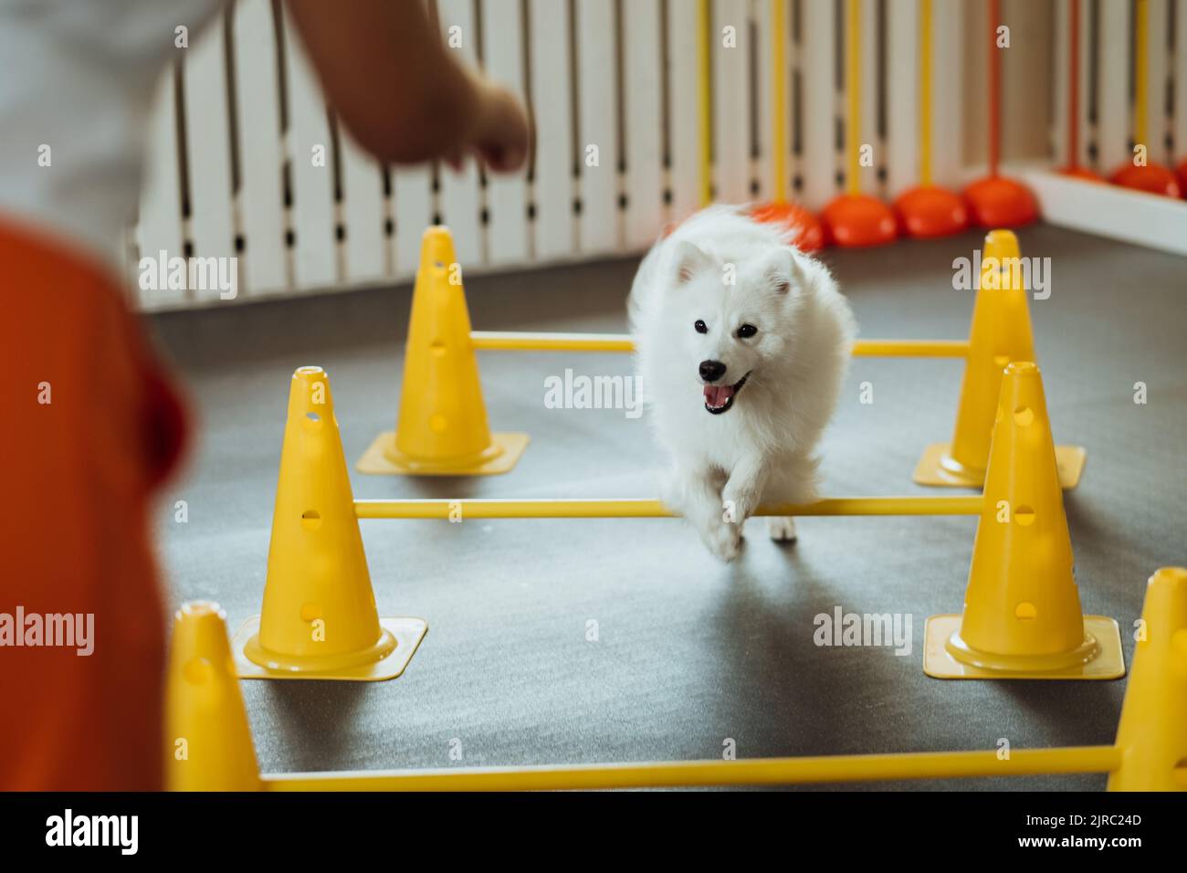 Snow-white dog breed Japanese Spitz training in pet house with trainer ...