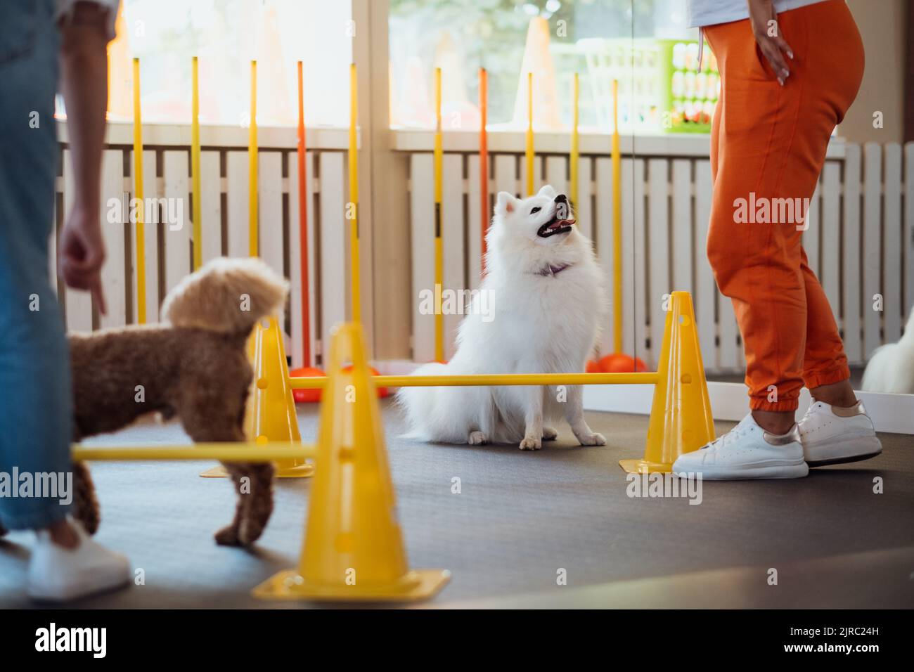 Little brown Poodle and snow-white Japanese Spitz training together in ...