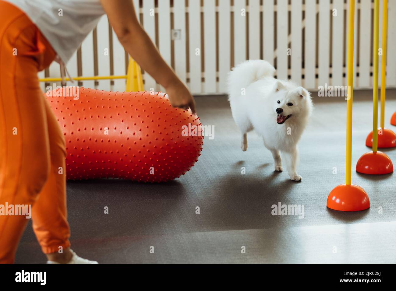 Snow-white dog breed Japanese Spitz training in pet house with trainer ...