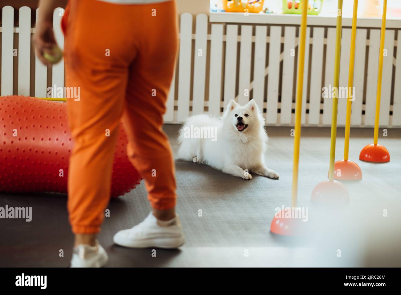 Snow-white dog breed Japanese Spitz training in pet house with trainer ...