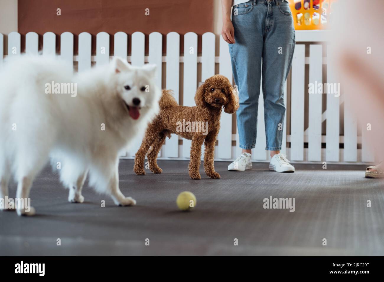 Little brown Poodle and snow-white Japanese Spitz training together in ...