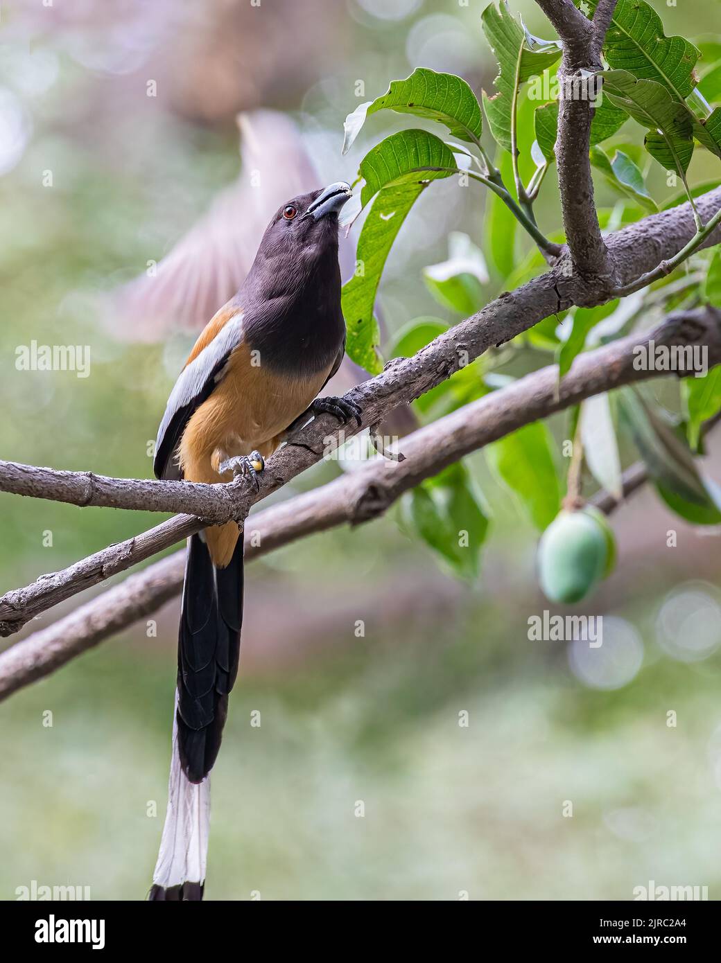 Bird on mango tree hi-res stock photography and images - Alamy