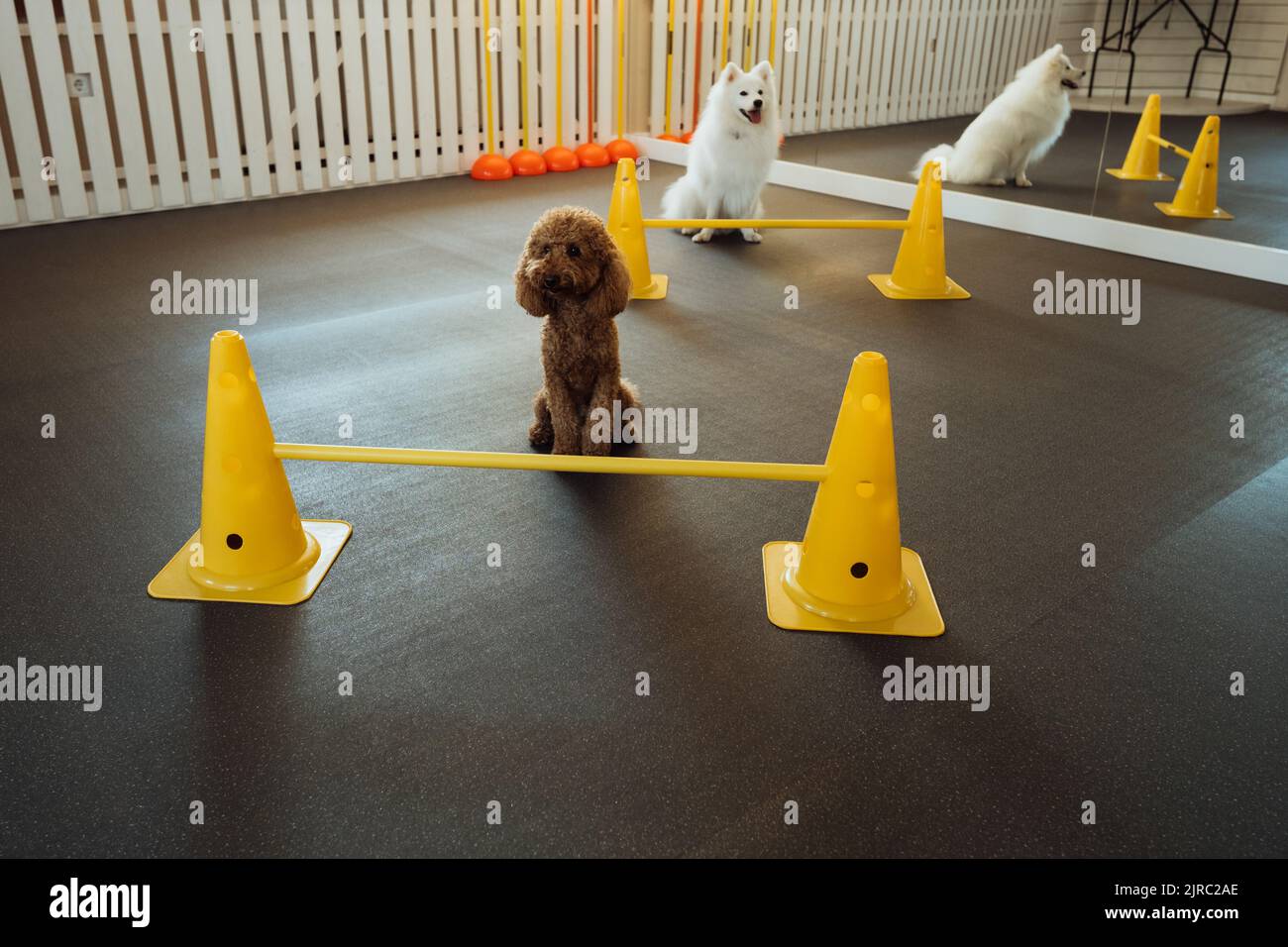 Brown Poodle and snow-white Japanese Spitz training together in pet ...