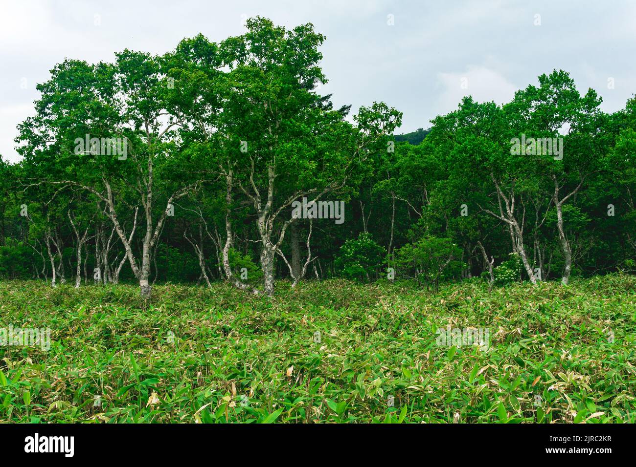 forest landscape of Kunashir island, monsoon coastal forest with curved ...