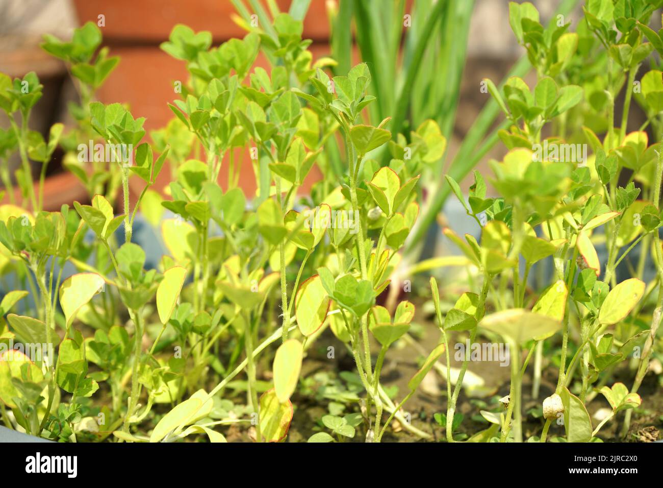 Green Newly Grown Plant in Nursery Stock Photo - Alamy